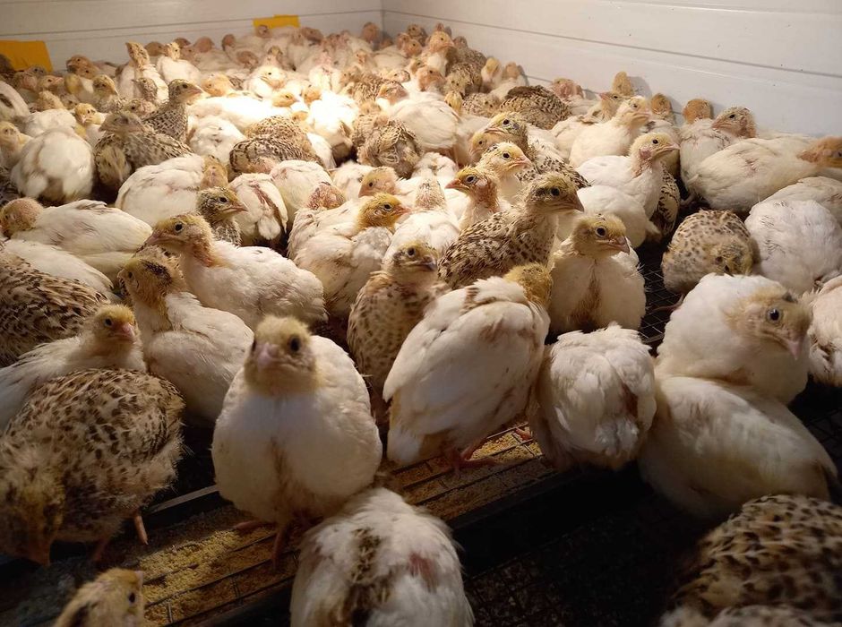 Pui prepelita 7 zile , 14 zile , 21 zile , 28 zile , 35 zile Bacau • OLX.ro