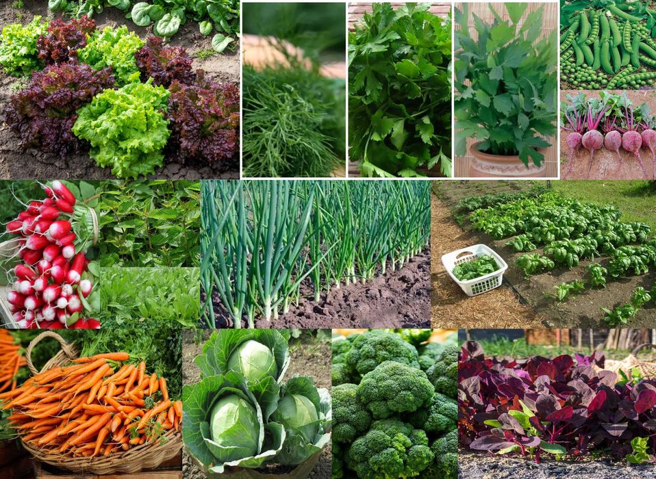 Seminte Primavara Verdeata loboda spanac salata arpagic Pachet 20 plic ...