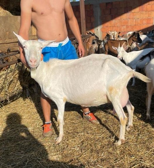Vând capre tinere Santana • OLX.ro
