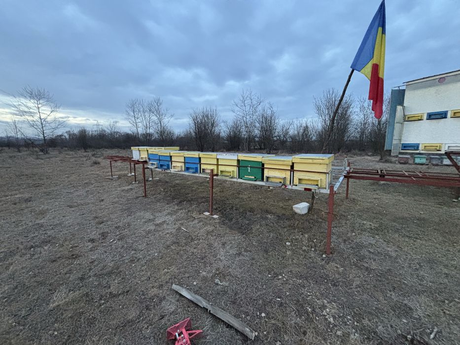 Rastel apicol modul Targu Carbunesti • OLX.ro