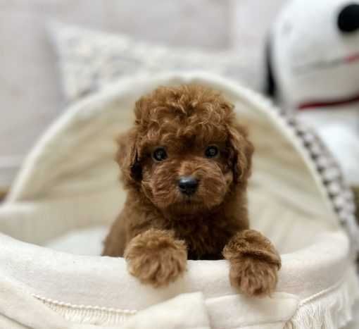 Pudel/Poodle de vanzare talie mini toy, superb/transport Iasi • OLX.ro