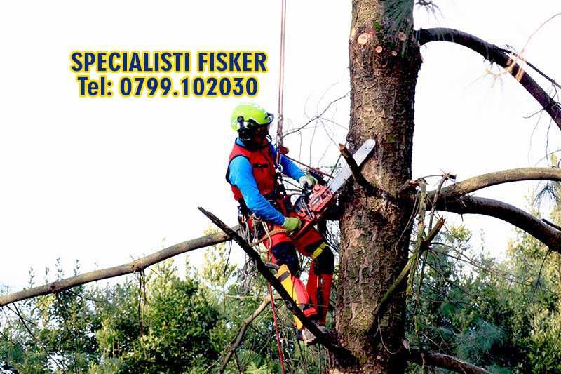 Taiere copaci, toaletare pomi, nuc, plop, brad, salcie profesionisti ...