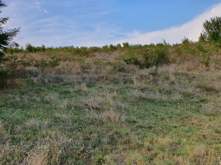 Teren de vanzare (livada) Iernuteni • OLX.ro