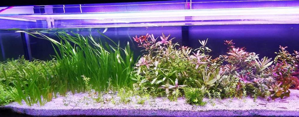 Pesti de acvariu gupi guppy xifo sae neoni zebre sanitari plante easy ...