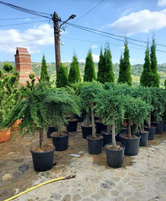 Tuia smarald-columna/ Leylandi Gard Viu aclimiatzate % Mamaia • OLX.ro