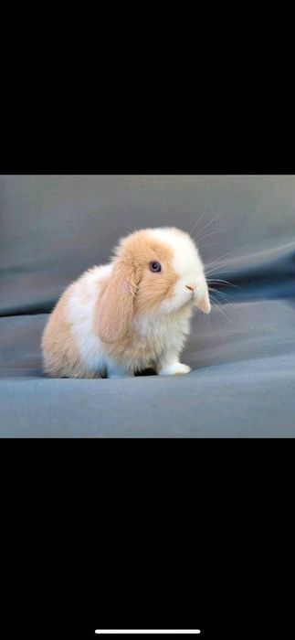 Karli quyonchalar: 199 000 сум - Грызуны Ташкент на Olx