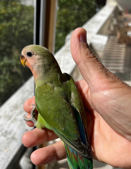 Pui de Papagali Amorezi, specia Agapornis - Roseicollis Cluj-Napoca ...