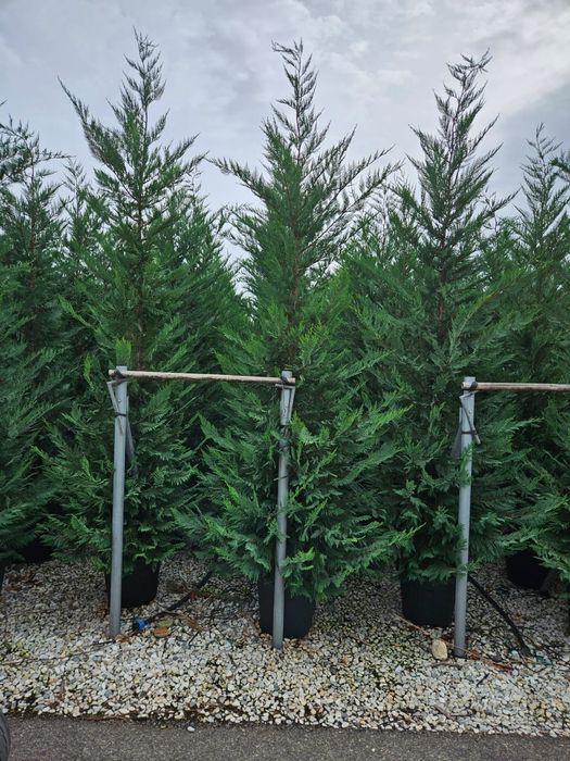 Cupressus Leylandii, gold rider, verde,sempervirens,gard viu, chiparos ...