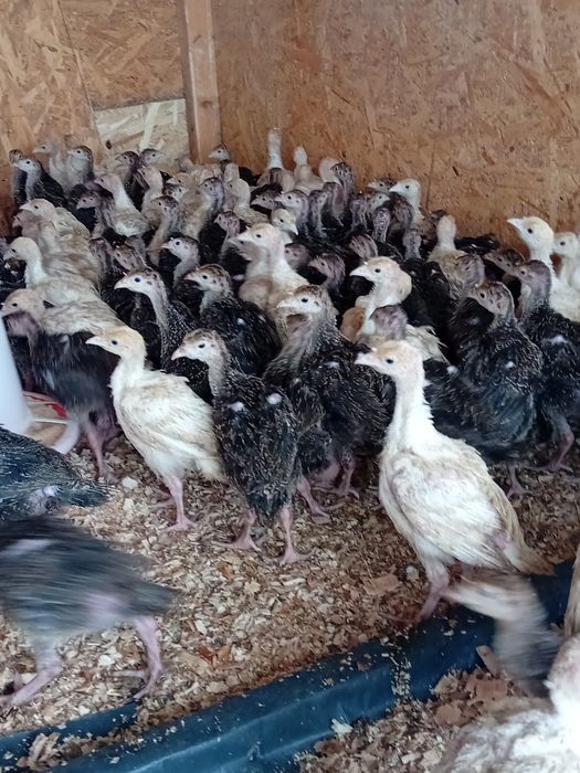 Pui de curca și bibilici Topliceni • OLX.ro