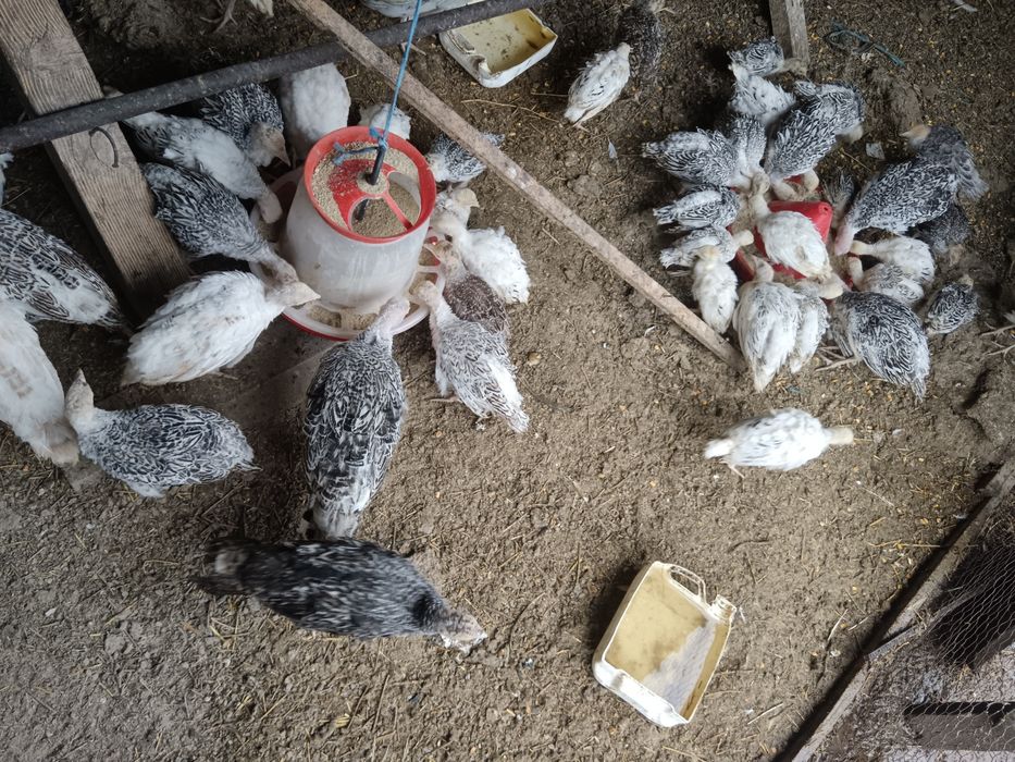 Vând puii de curca românești,curci, cât și curcani,românești ...