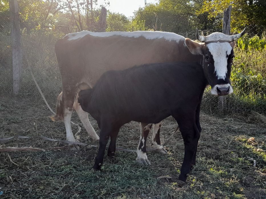 De vânzare vaca cu vitea angus detalii la telefon Voloiac • OLX.ro