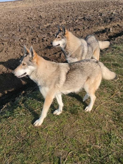 Pui de câine lup cehoslovac Vaslui • OLX.ro
