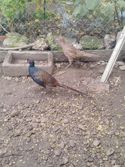 Fazani comuni și tenebros Adjud • OLX.ro