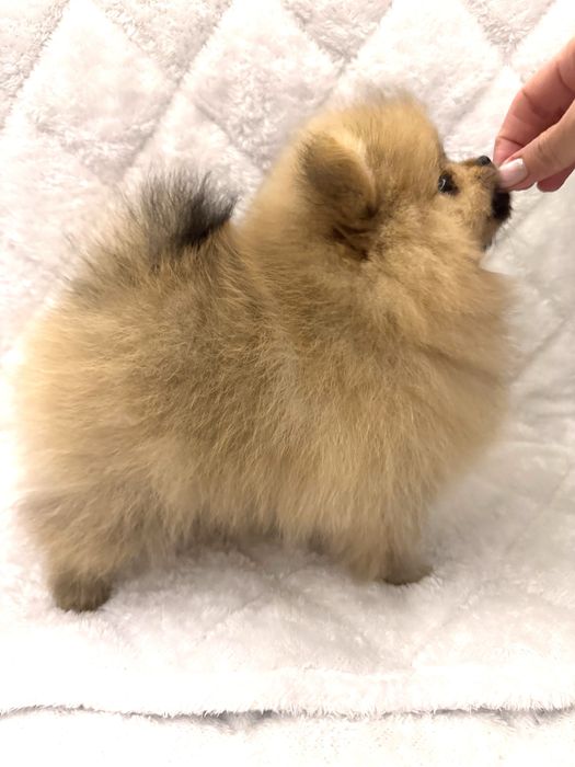 Mascul Pomeranian, pedigree FCI Bucuresti Sectorul 3 • OLX.ro