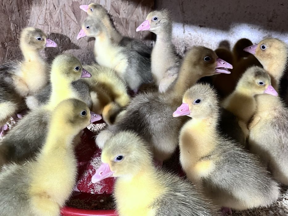 Boboci de gâscă de toulouse și românească Ploiesti • OLX.ro