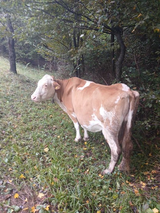 Vaca de vânzare vârstă 14 ani Carbunari • OLX.ro