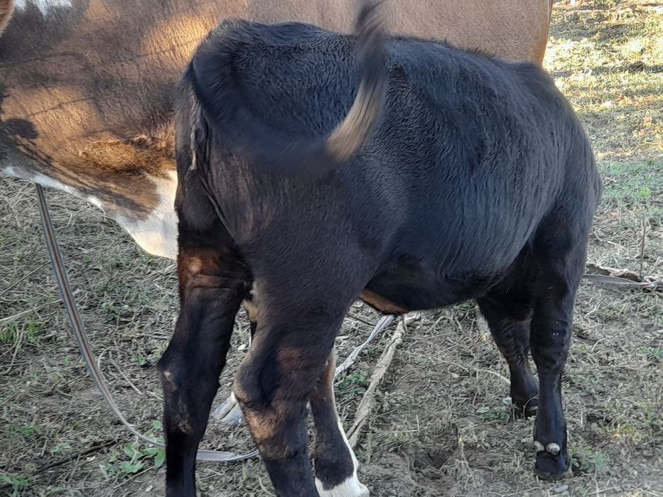 De vânzare vaca cu vitea angus detalii la telefon Voloiac • OLX.ro