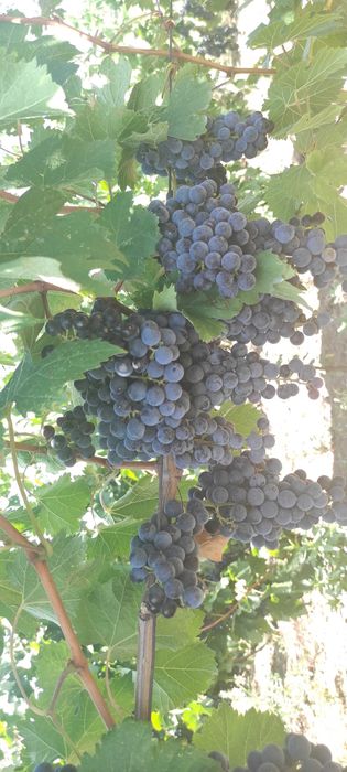 Struguri din soiurile BUSUIOACA de BOHOTIN şi MERLOT NOIR Mizil • OLX.ro
