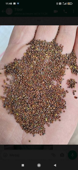 samanta lucerna de vanzare ' Anunturi ' OLX.ro