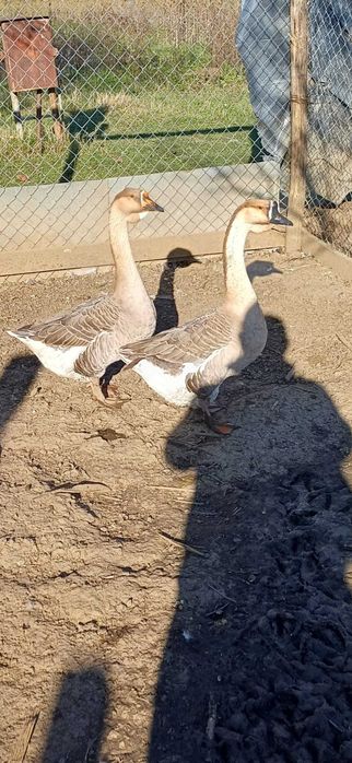 Gaste americane Salonta • OLX.ro