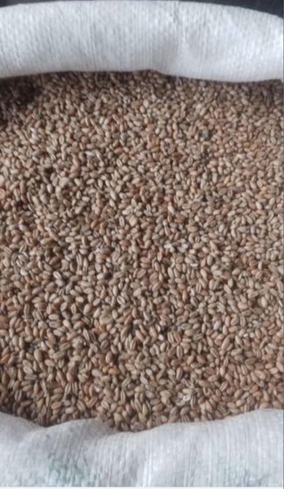 Tarate de Grau, Porumb, Uruiala, Sare Brasov • OLX.ro