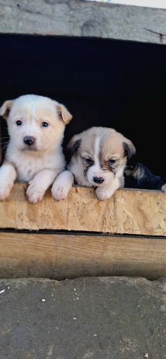 DONEZ 6 Catelusi Gavanel • OLX.ro