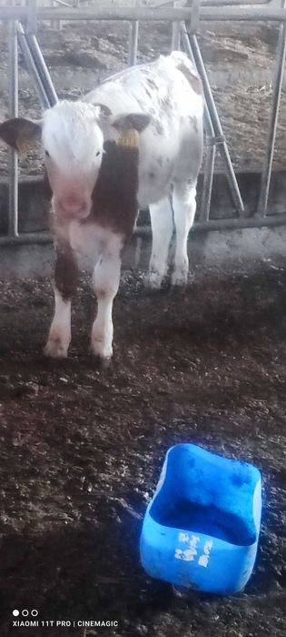 Vând viței diferite greutati Stamora Germana • OLX.ro