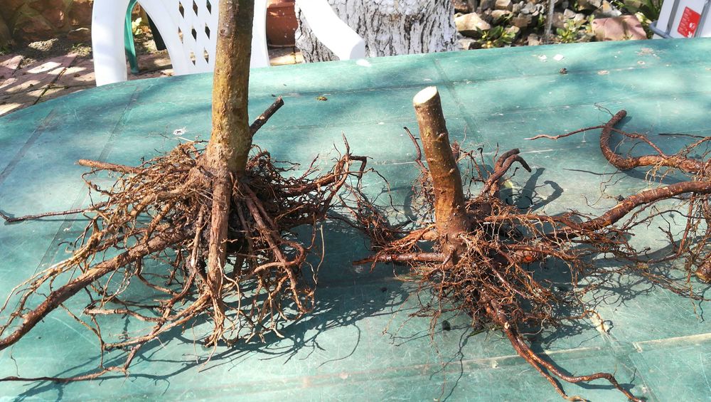 Butasi si seminte paulownia productia 2024 Timisoara • OLX.ro