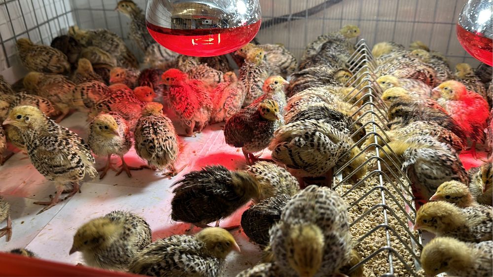 Pui Prepelite oua maternitati Custi rastele capcane Pitesti • OLX.ro