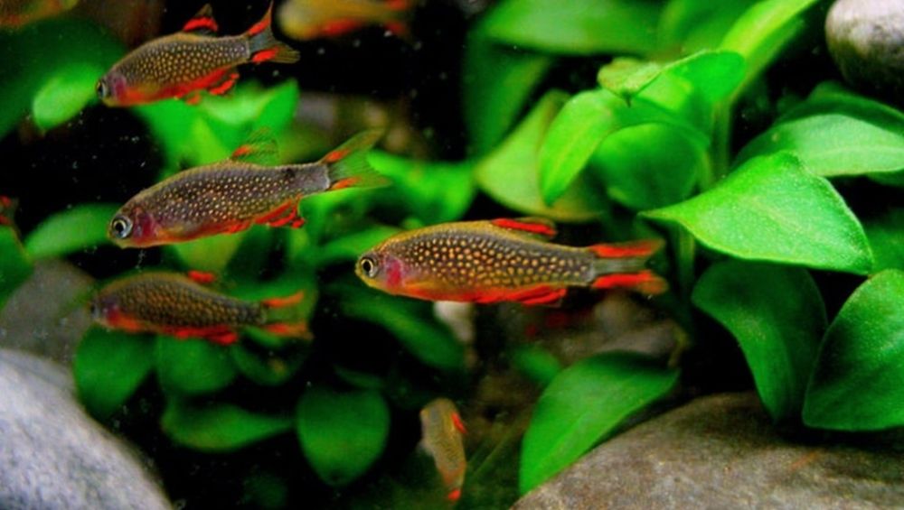 Pesti acvariu Microrasbora Galaxy, corydoras, Epiplatys Bucuresti ...