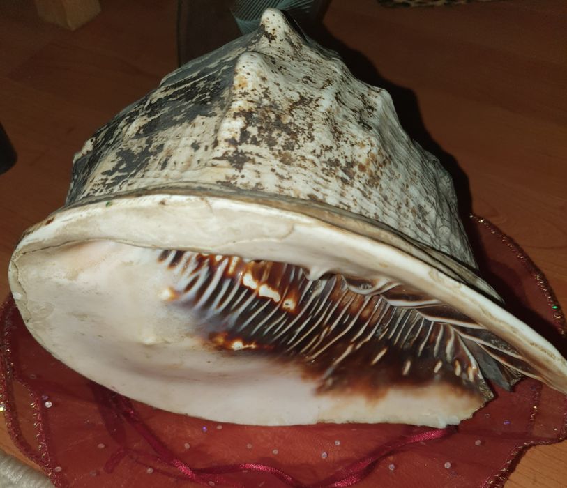 Scoica de mare King Cassis Tuberosa Shell Pitesti • OLX.ro