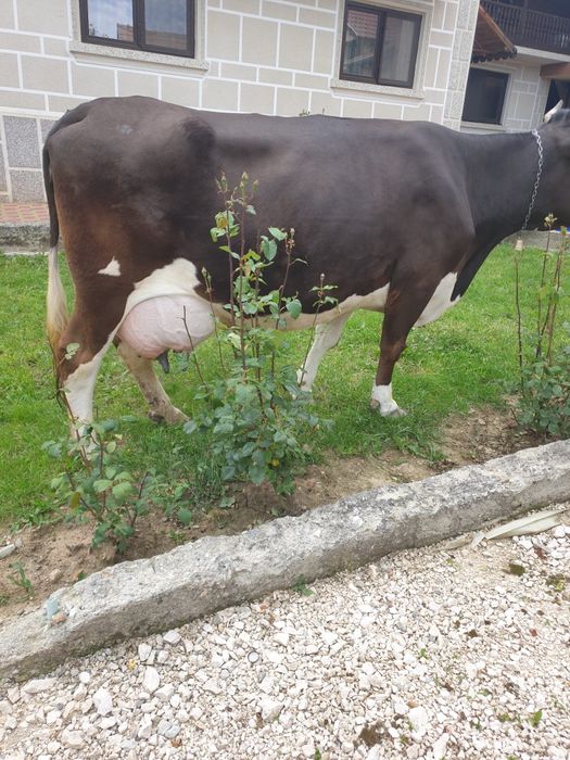 Vaca de vanzare buna de lapte Varzaroaia • OLX.ro