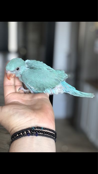 Papagali Micu Alexandru pui Dobroesti • OLX.ro