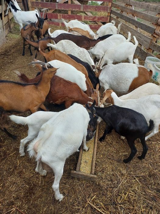 Capre țapi iezii și metiși Harlau • OLX.ro