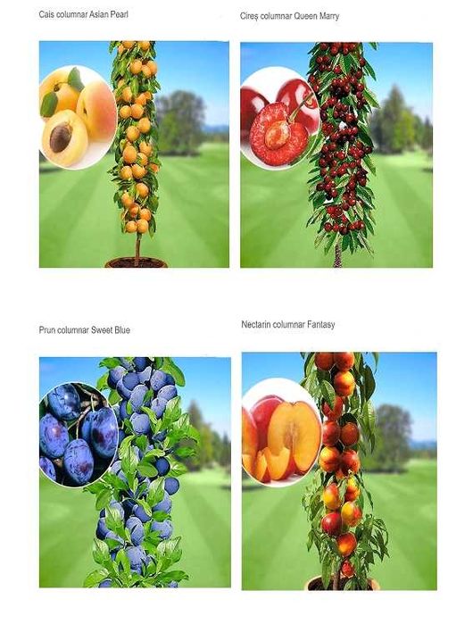 Pomi fructiferi columnari si pitici mar,cires-50+25 gratis Bucuresti ...