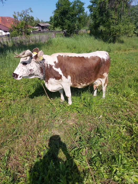 Vand vaca cu lapte Logresti • OLX.ro
