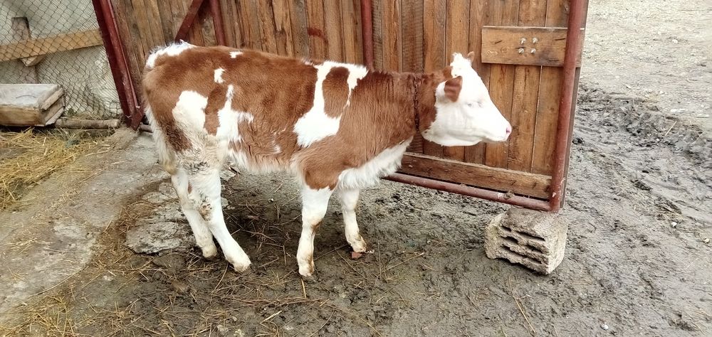 Vind Vițeauă Bălțată Ohaba-Forgaci • OLX.ro