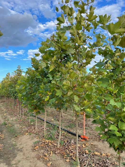 Foioase copaci ornamentali cu radacina pivotanta Galati • OLX.ro