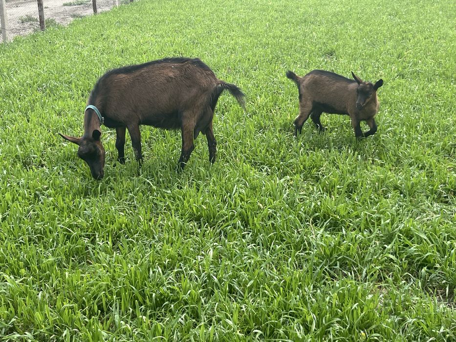 Capre alpine franceze Patrascani • OLX.ro