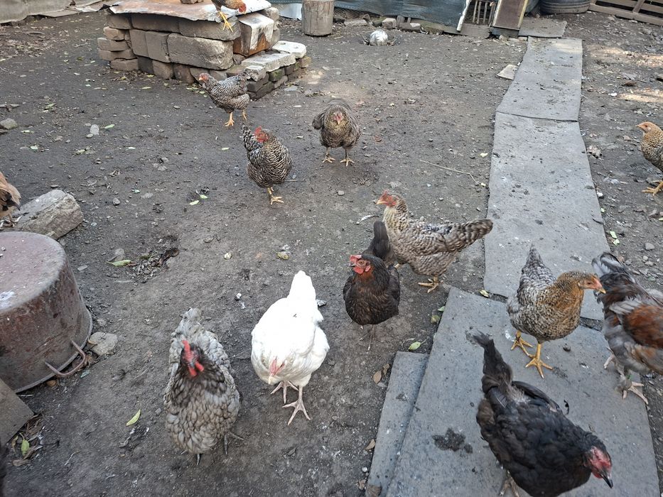 Gaini rasa mixtă Vulcan • OLX.ro