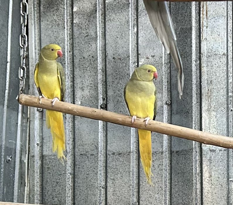 Pereche papagal micul alexander mutatie cap coada Drobeta-Turnu Severin ...