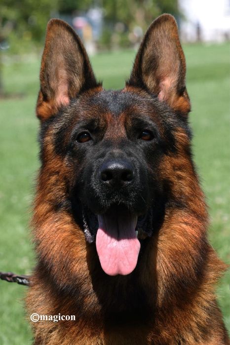 Mascul ciobanesc german cu pedigree top Brasov • OLX.ro