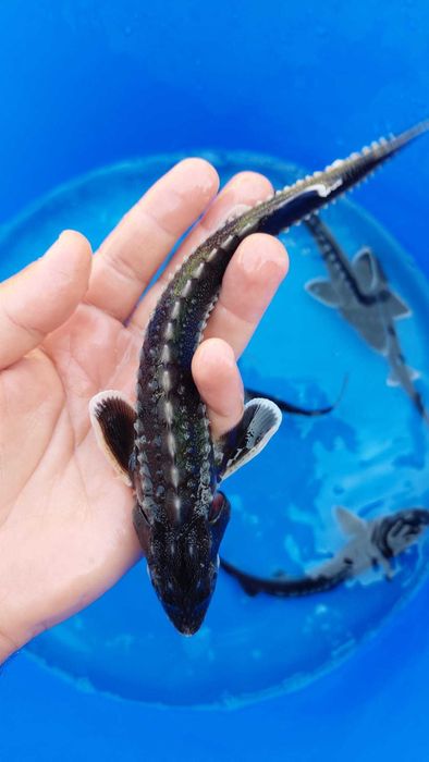 Puiet Sturioni, Morun, Cega, Cega Alba, Nisetru, LIN, Lini Brasov • OLX.ro