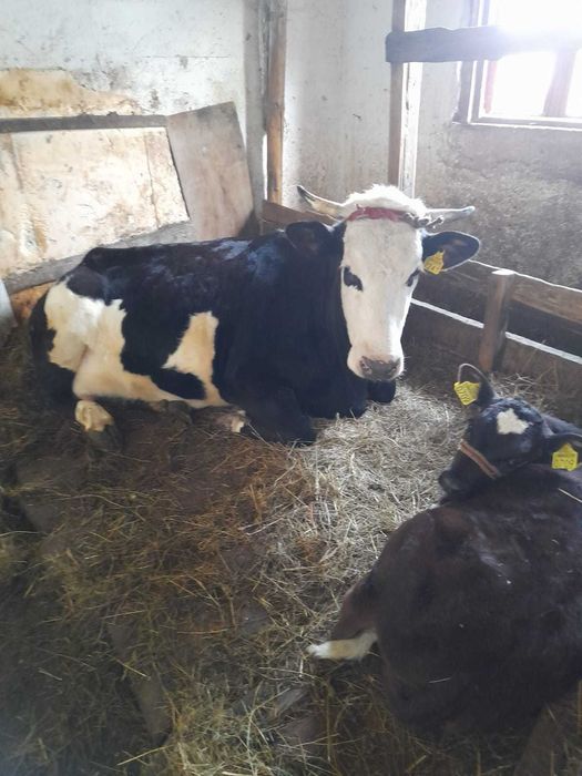 Vand vaca baltata neagra cu vitica de 1,5 luni Stauceni • OLX.ro