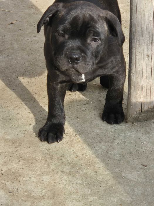 Mascul Staffordshire bull terrier Focsani • OLX.ro