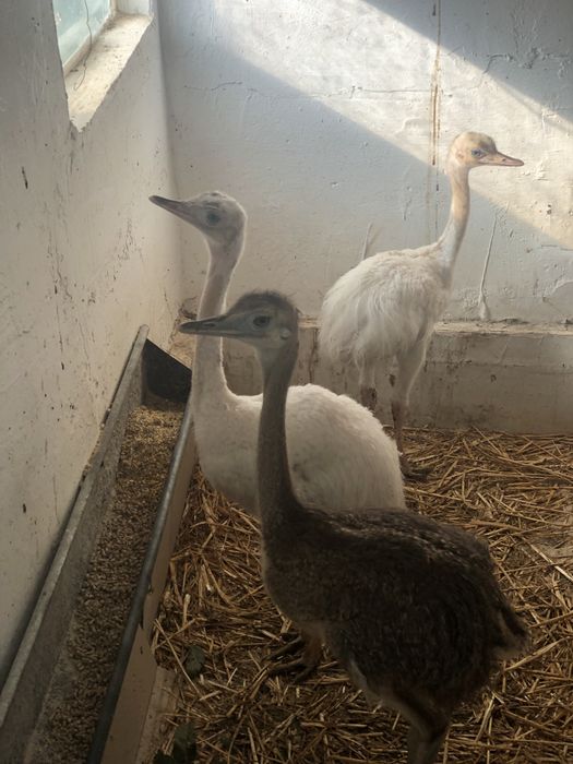 Pui de struț emu si nandu Valea Lupului • OLX.ro