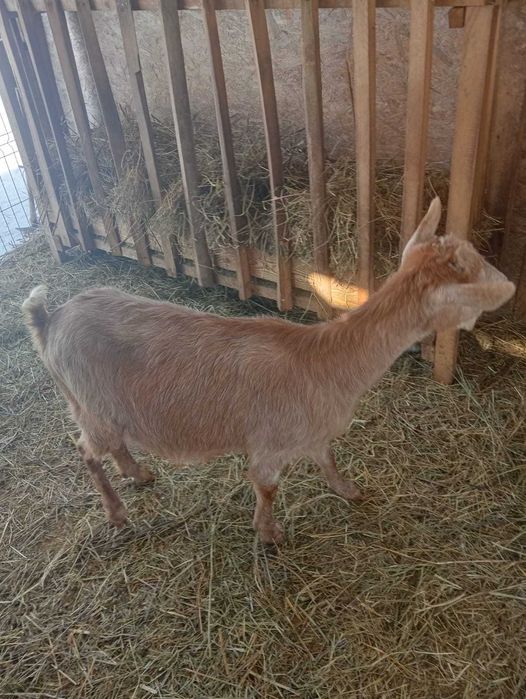 Vand capre fatate Brosteni • OLX.ro