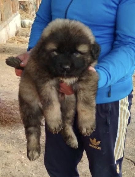 Puiut de Ciobanesc Carpatin Rucar • OLX.ro