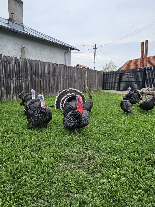 Vand curcani si curci Focsanei • OLX.ro