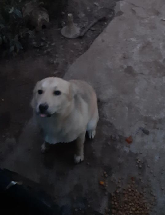 Donez metisa 9 luni Campina • OLX.ro